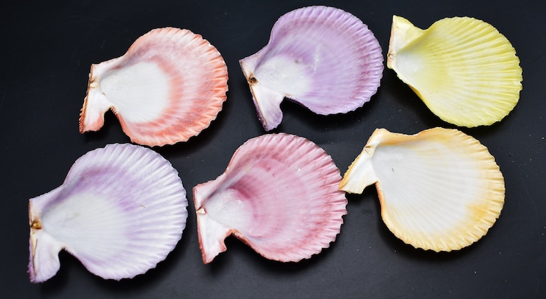 Set of 100 Noble Pecten Shells (singles) Coastal Arts and Crafts ...