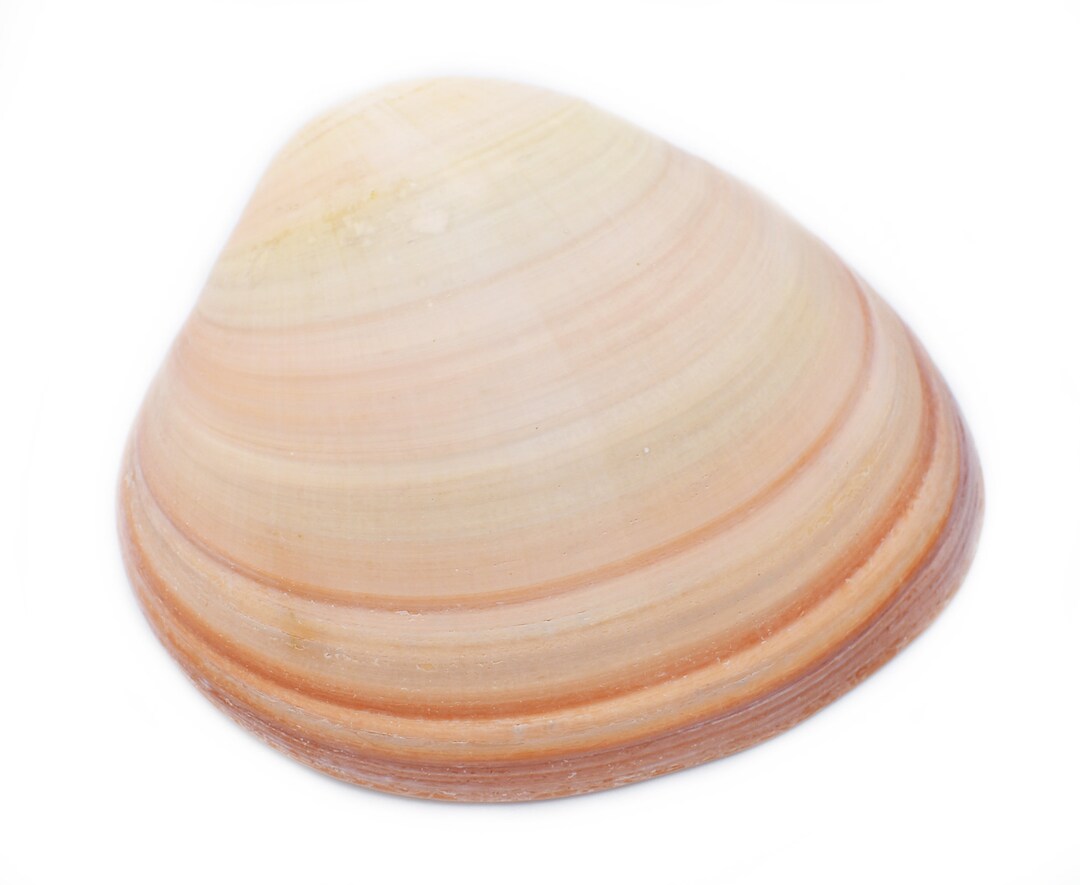 Large Pink Quahog Clam Shell 4-5 Beach Crafts Decoupage Aquarium ...