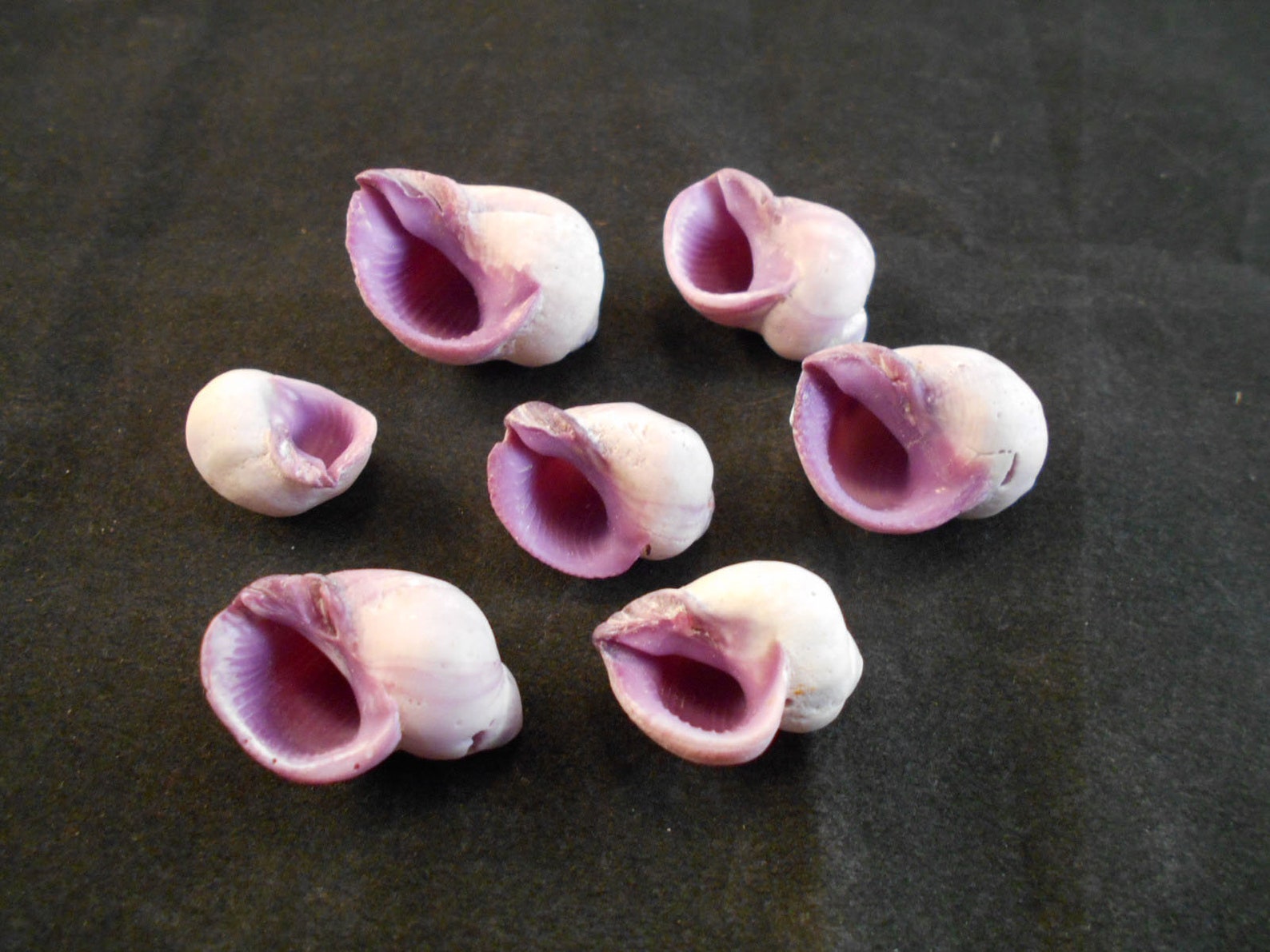4 Oz Whole Purple Cebu Beauty Shells about 40-50 Beach - Etsy