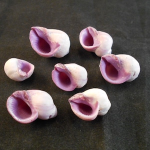 4 Oz Whole Purple Cebu Beauty Shells (about 40-50) Beach Crafts Vase ...