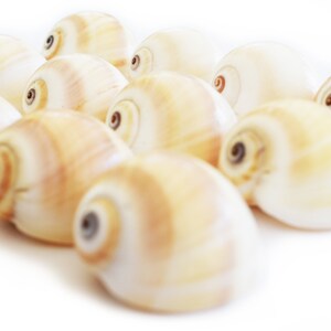 Set of 24 Shark Eye Moon Shells 1 1/2 2 Coastal Arts & Crafts, Hermit ...