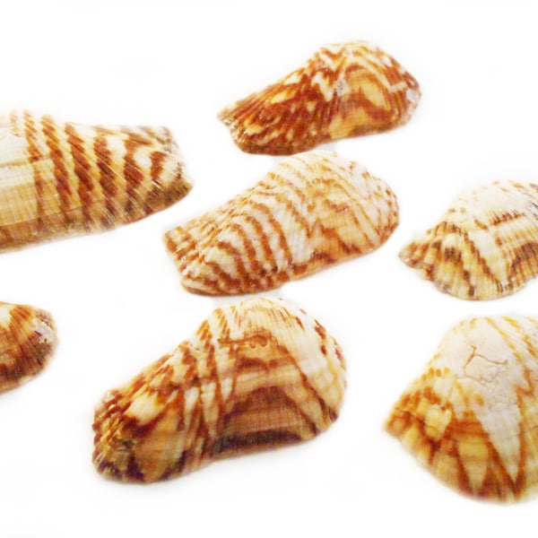 Turkey Wing Shells - Etsy