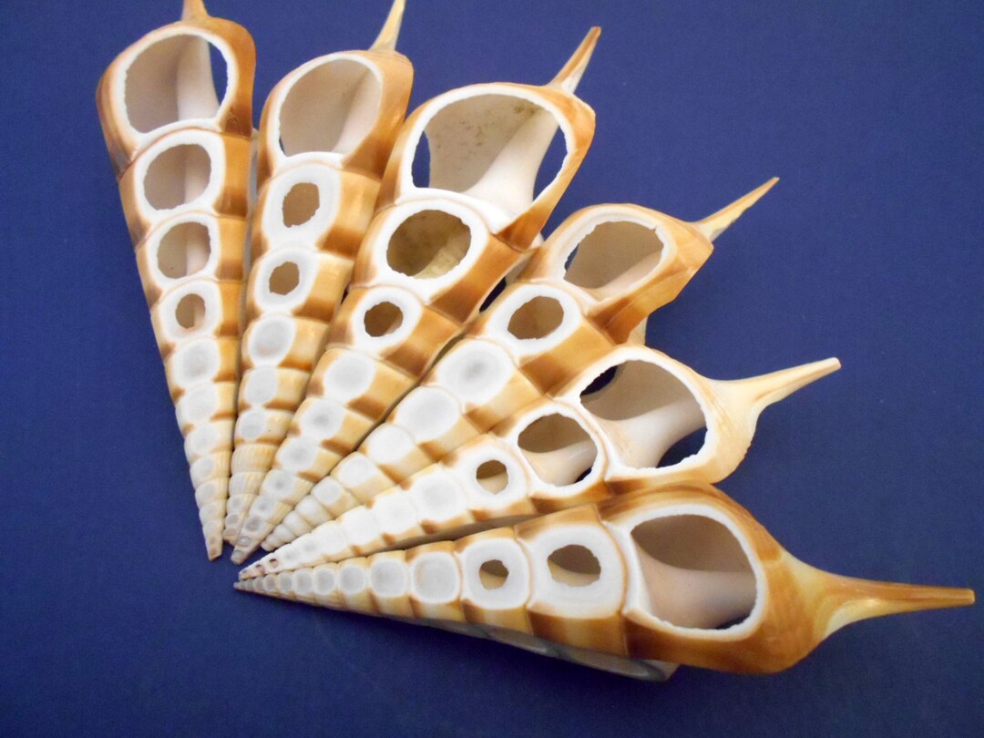 6 Beautiful Large Side Cut Tibia Shells Seashells Beach Crafts Nautical ...