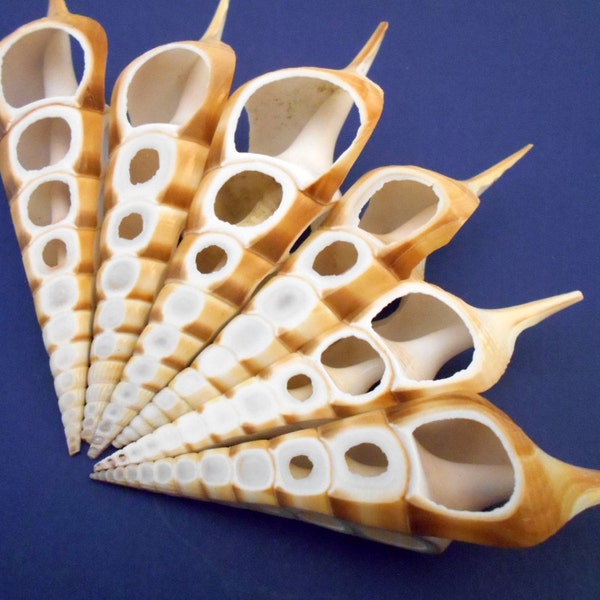 Tibia Shells - Etsy