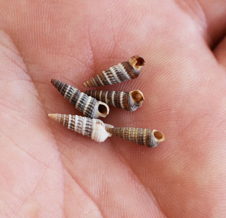 4 Oz (about 1 Cup) Tiny Rhinoclavis (little Unicorn Horns) Shells (1/2 ...