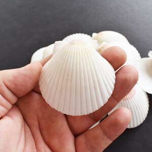 Set of 100 White Florida Scallop Shells (about 2") Seashells for Beach ...