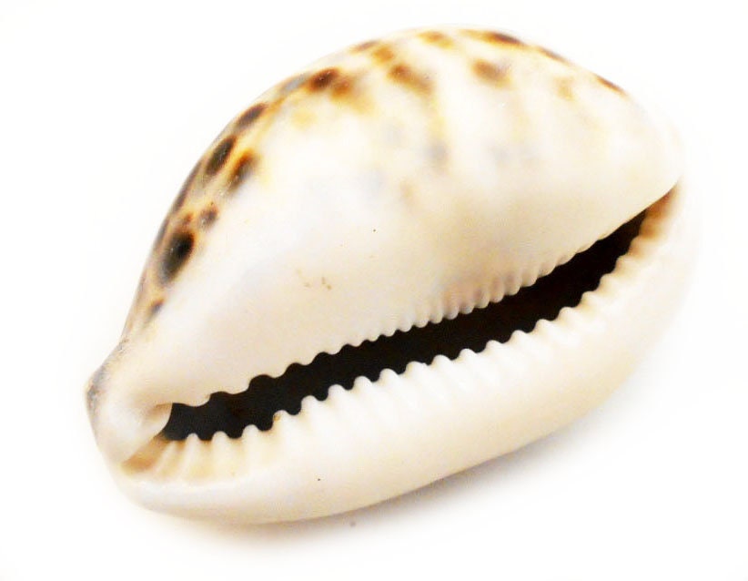 Set of 6: X- Large Tiger Cowrie Shell (cypraea Tigris) 3 1/2"+ Beach ...