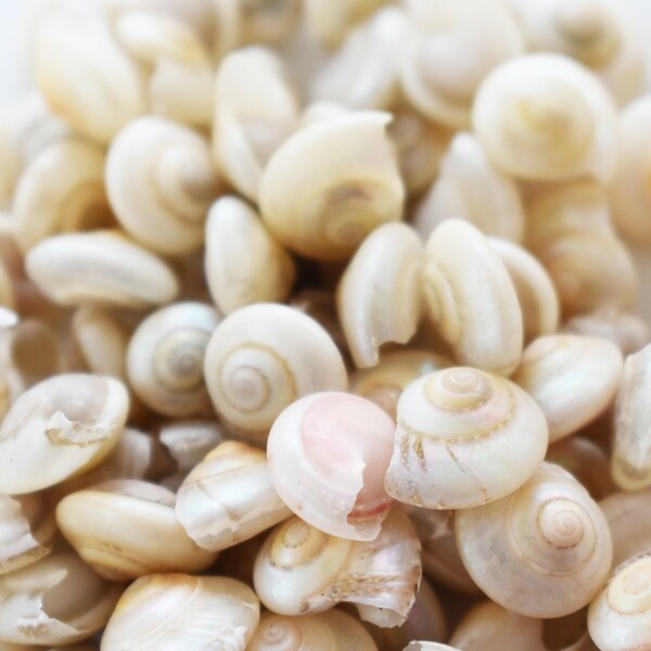 Mini Sea Shells - Etsy