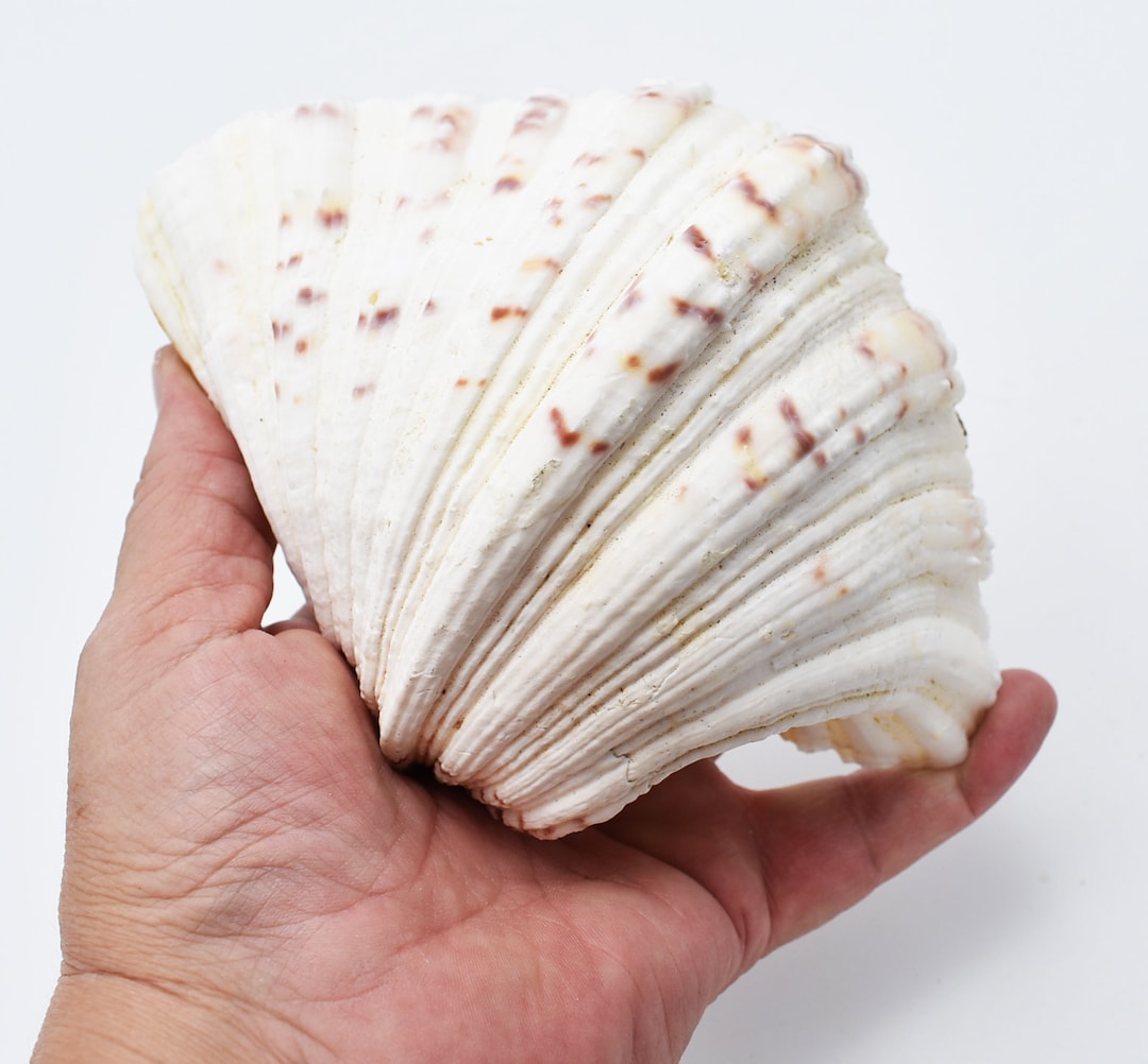 Stunning Bear Paw Clam Shell Half (about 6") Seashell Decoupage Crafts ...