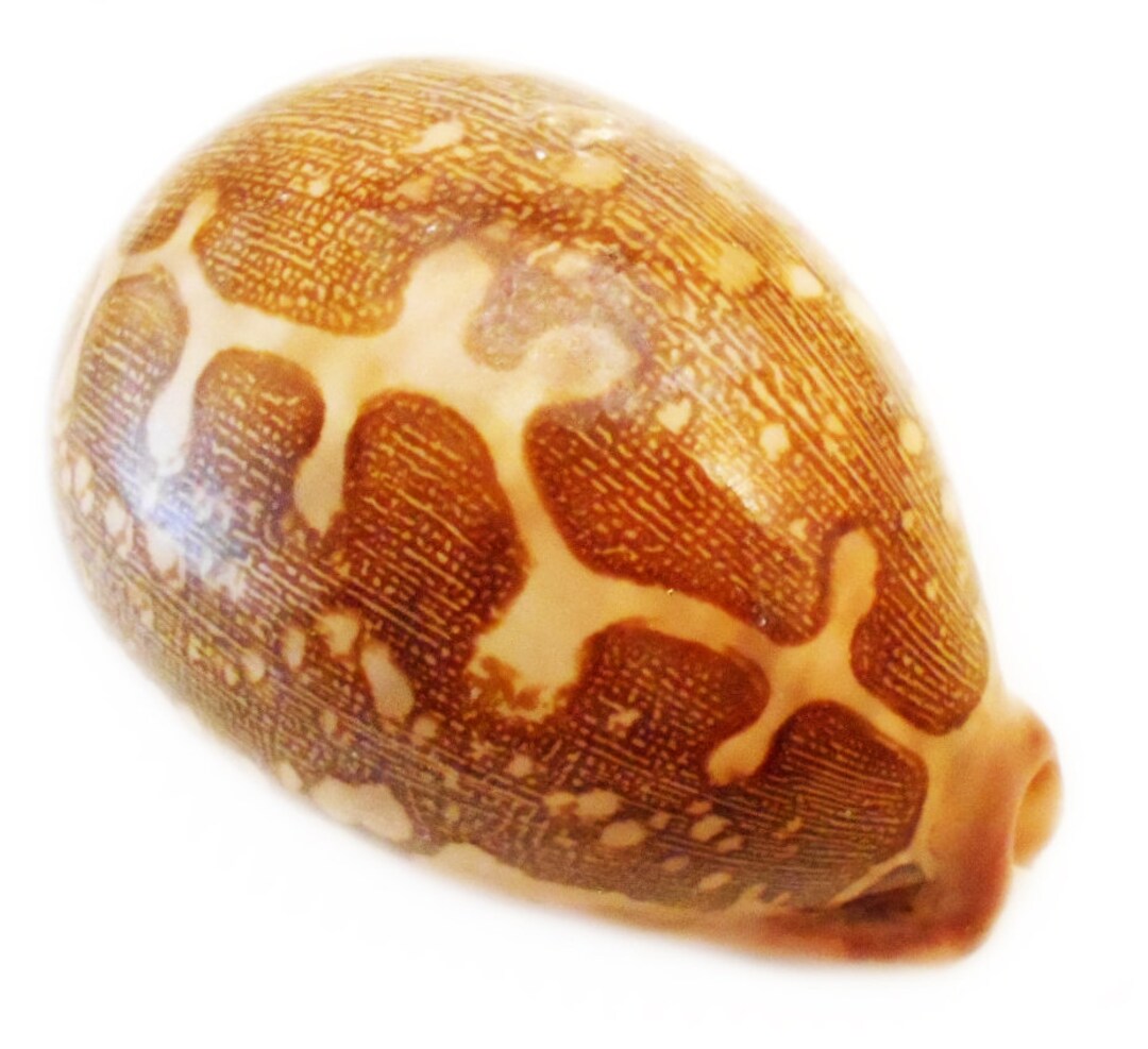 One Map Cowrie Shell (cypraea Mappa) 2 1/2" Beach Crafts Nautical Decor ...