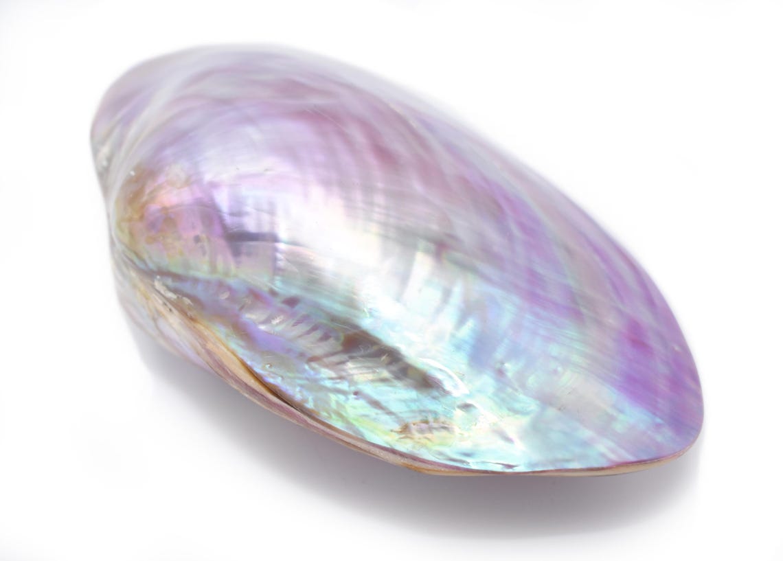 Set of 2: Dyed Purple Clam Shell (whole Shell) 4-5" Polished Seashell ...