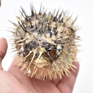 Beautiful Real Dried Blowfish (porcupine Fish) 5-7" Taxidermy Nautical ...