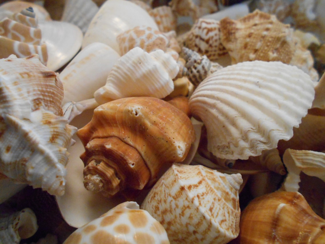 4oz Indian Shell Mix Seashells 1/21 1/2 Medium | Etsy