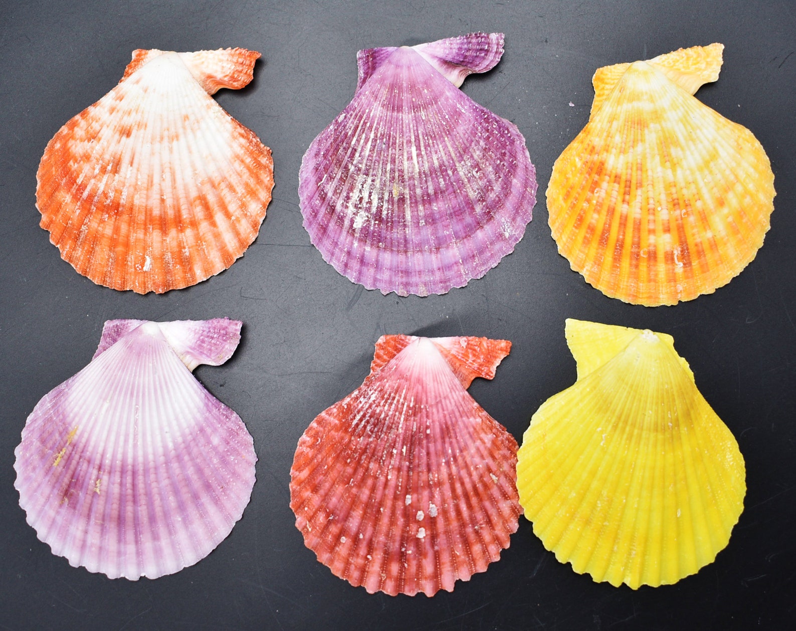 Set of 100 Noble Pecten Shells (singles) Coastal Arts and Crafts ...