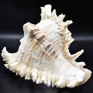 Giant Murex Ramosus Shell (8.5" X 6" X 5.5") Collectors Seashell One of ...