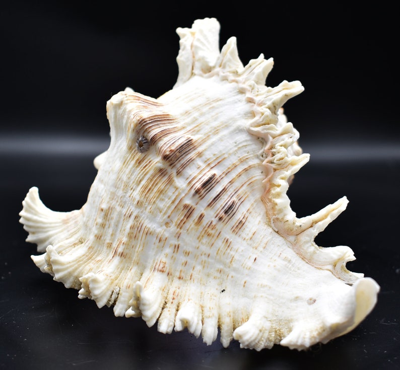 Giant Murex Ramosus Shell (8.5" X 6" X 5.5") Collectors Seashell One of ...