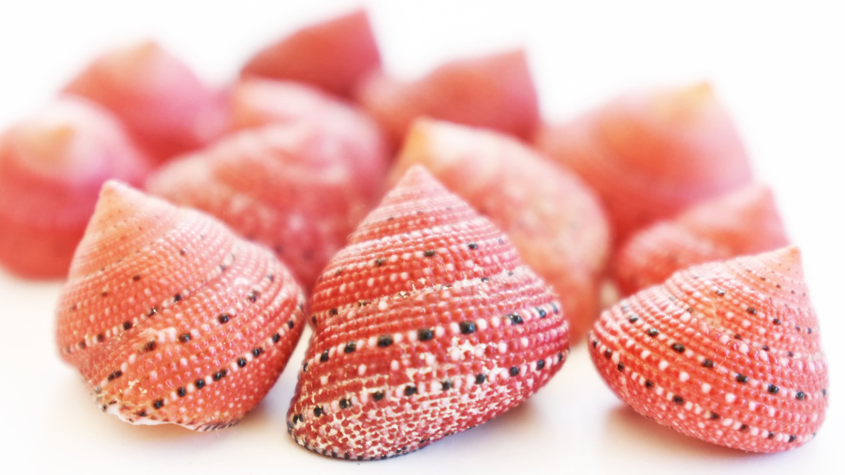 Set of 24 Rare Strawberry Top Shells 1/2-3/4 Seashells | Etsy