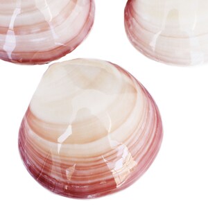 6 Polished Tiger Clam Pair Shells Seashell 3-4" (80-100mm) Coastal ...