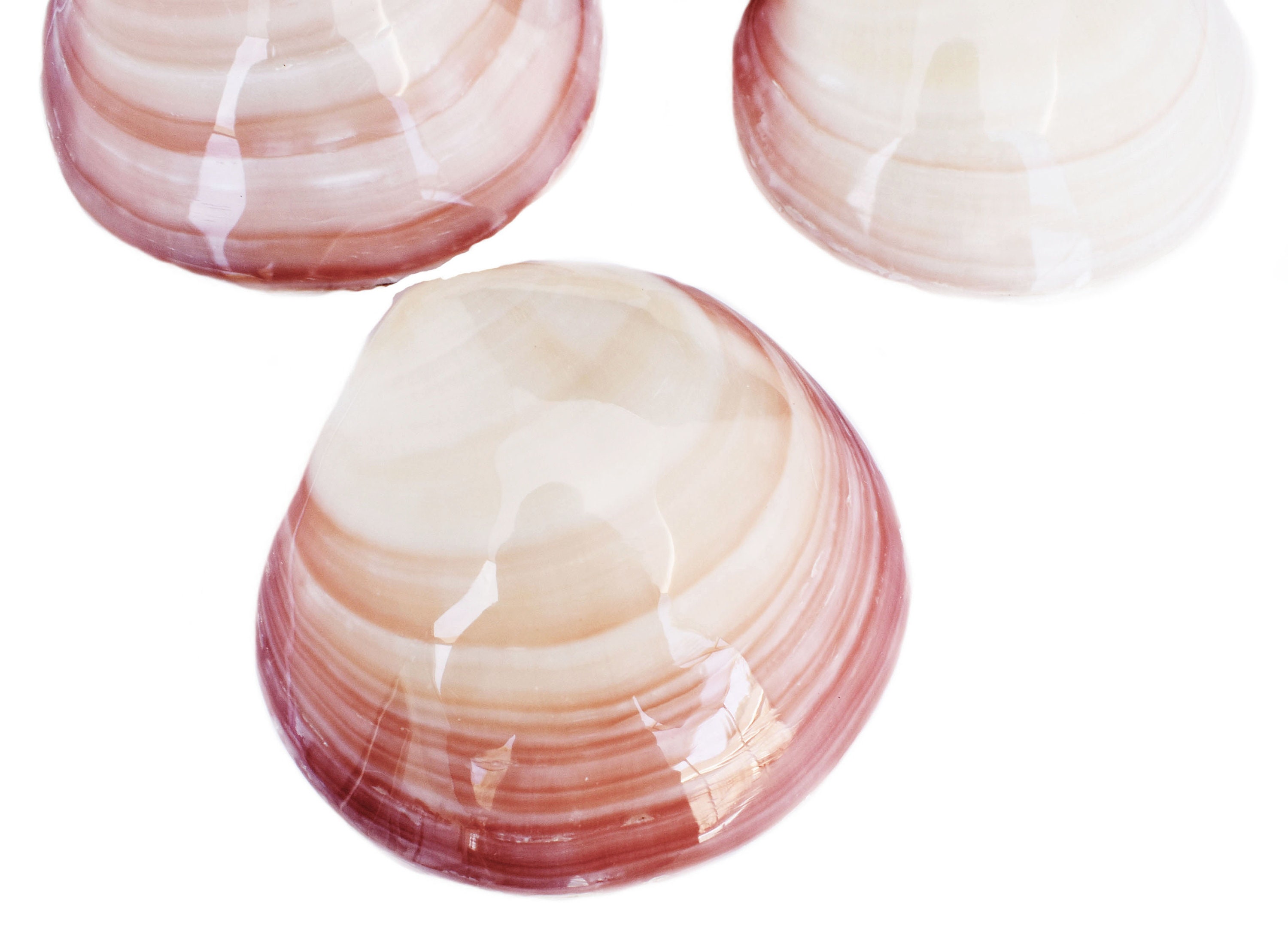 6 Polished Tiger Clam Pair Shells Seashell 3-4