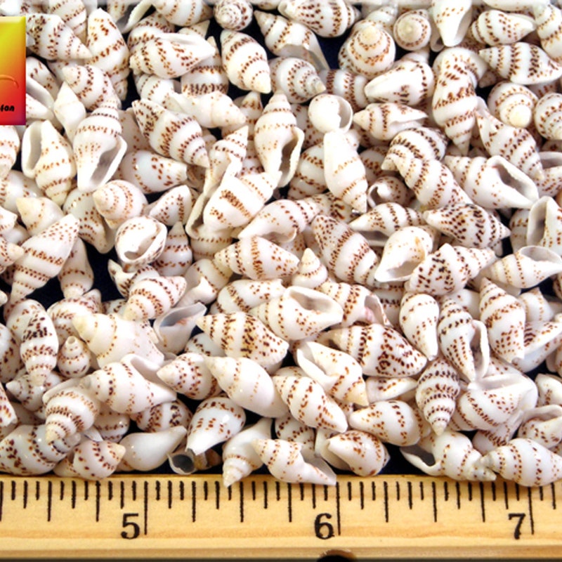 Zebra Shells - Etsy