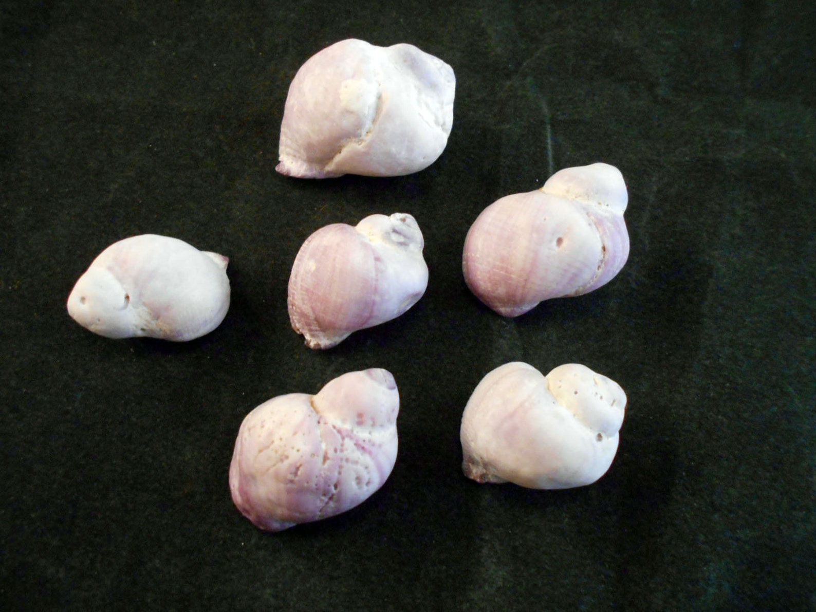 4 Oz Whole Purple Cebu Beauty Shells about 40-50 Beach - Etsy