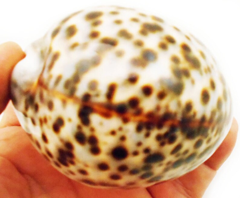 Set of 6: X- Large Tiger Cowrie Shell (cypraea Tigris) 3 1/2"+ Beach ...