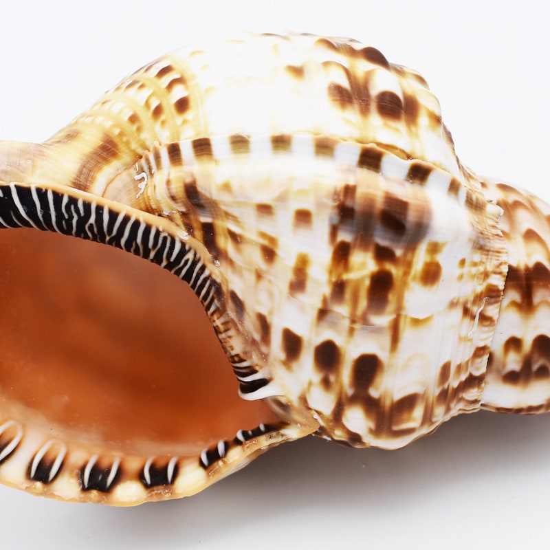 FloridaBeachWeddings - Etsy