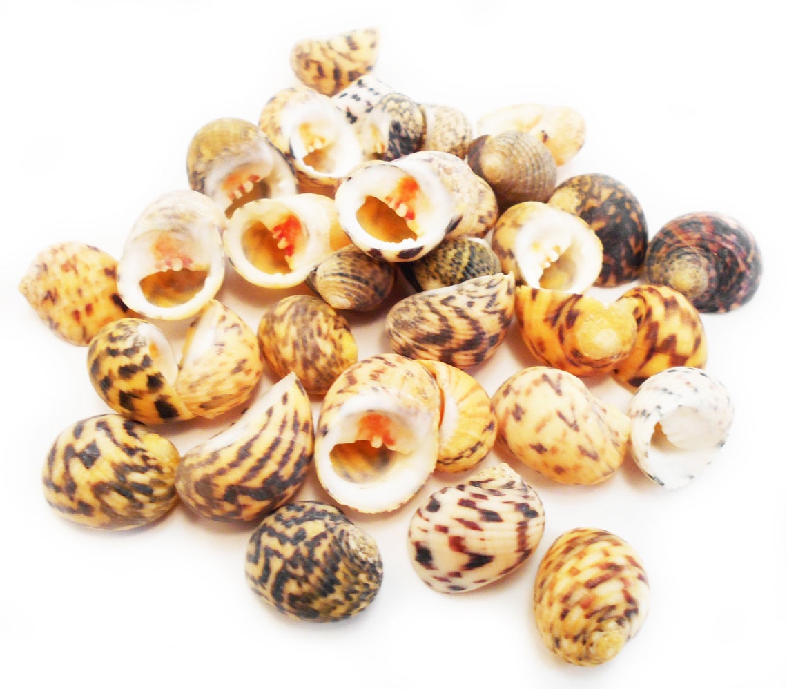 50 Small Bleeding Tooth Shells Seashells 1/2 1 - Etsy