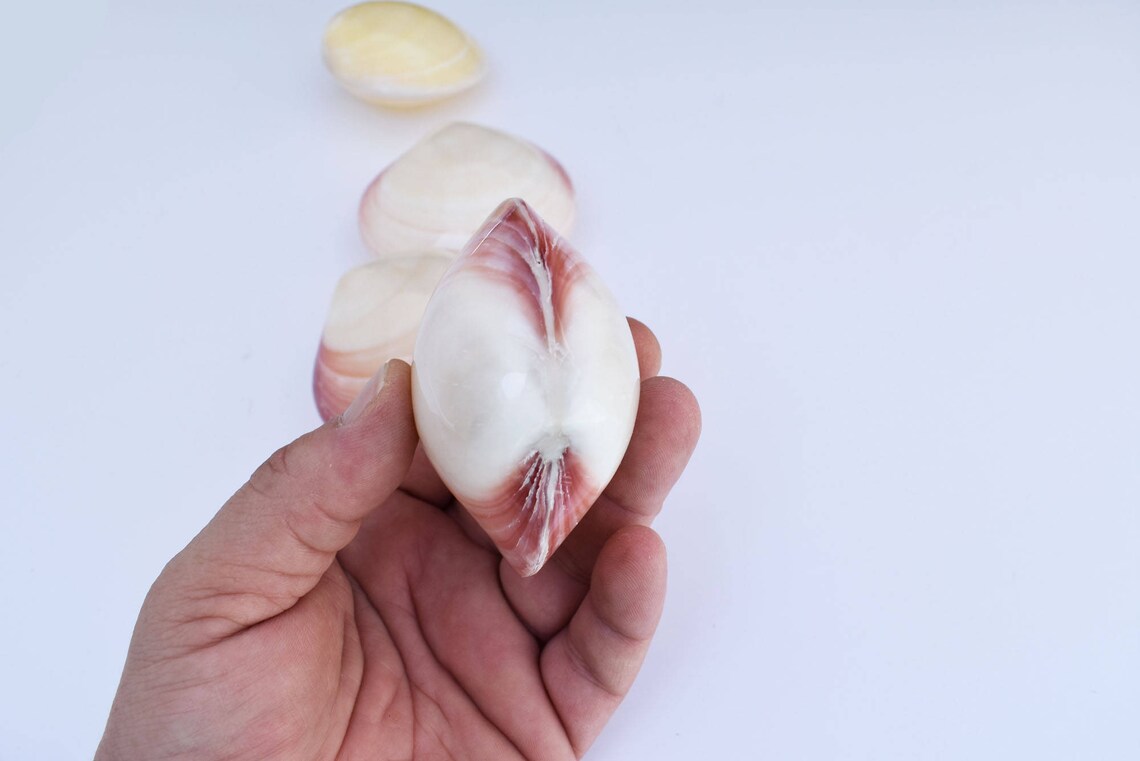 3 Polished Tiger Clam Pair Shells Seashell 3-4 - Etsy