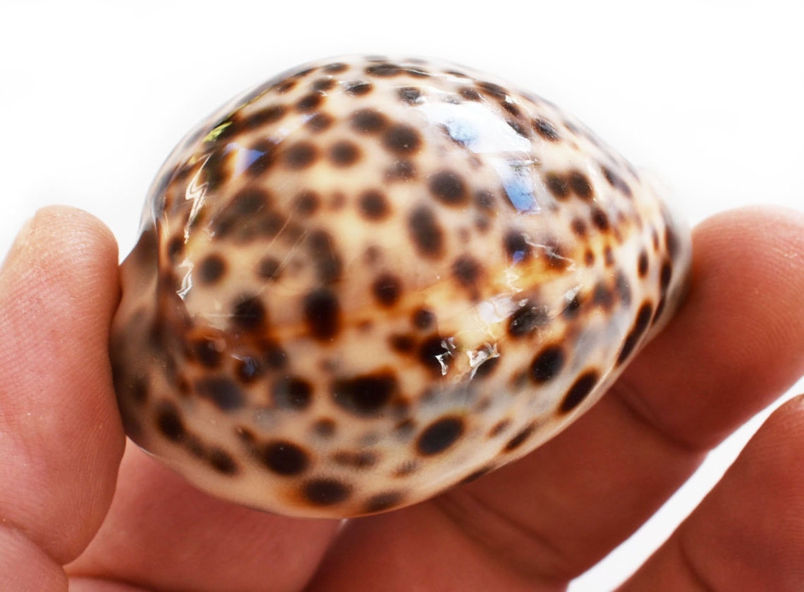 Set of 6 Small Tiger Cowrie Shells Seashell 2 Cypraea - Etsy