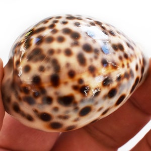 Set of 12 Small Tiger Cowrie Shells Seashell (2"+) Cypraea Tigris Beach ...