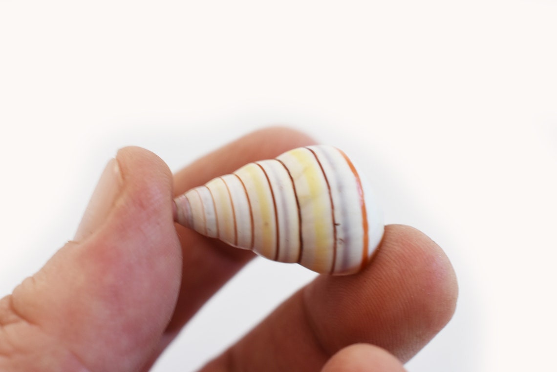 35 Shell Hermit Crab Set Assorted for Small Hermit Crabs - Etsy