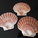 Set of 6 Large Irish Flat Scallops Shells Seashells 4"+ Crafts Beach ...