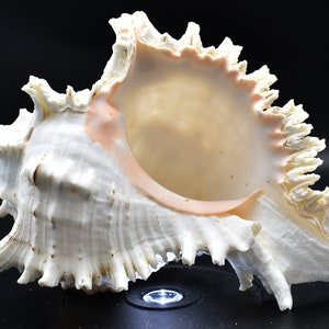 Giant Murex Ramosus Shell (8.5" X 6" X 5.5") Collectors Seashell One of ...