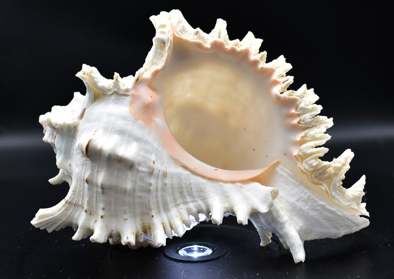 Giant Murex Ramosus Shell (8.5" X 6" X 5.5") Collectors Seashell One of ...