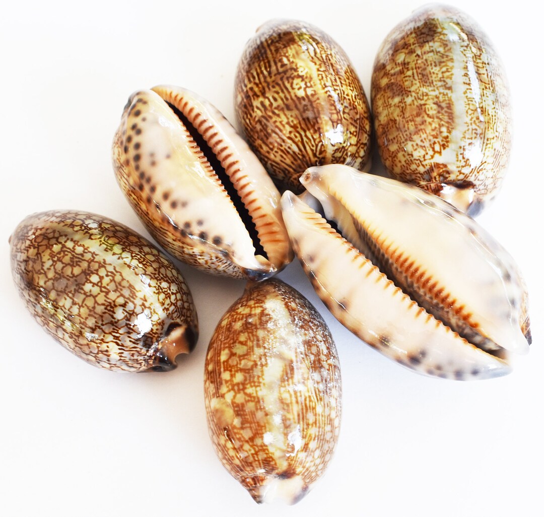 Set of 12 Cowrie Arabica Shells Seashell (2") Coastal Crafts Nautical ...