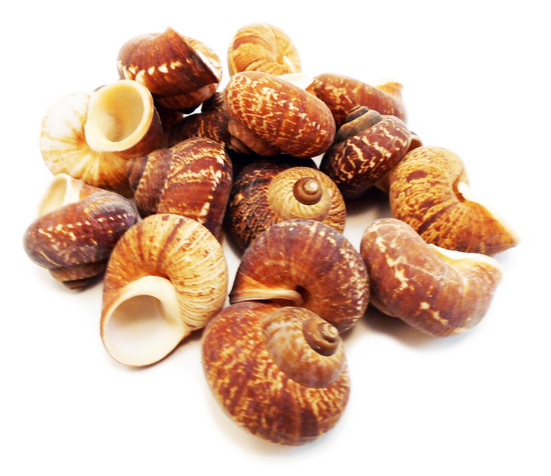 Set of 24 Natural Fernandezi Land Snail Shells (about 1 1/2" W. 1/2 ...
