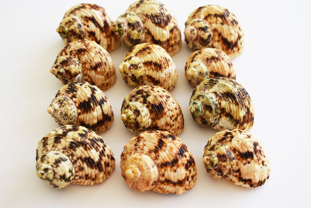 12 Gold Mouth Turbo Shells Medium Size 1 1/22 Size / 3/4 1 Opening ...