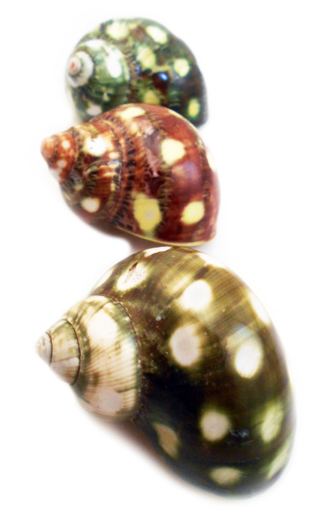 3-pack: Rare Spotted Turbo Shells (1.5-2") Small Hermit Crab Aquarium ...