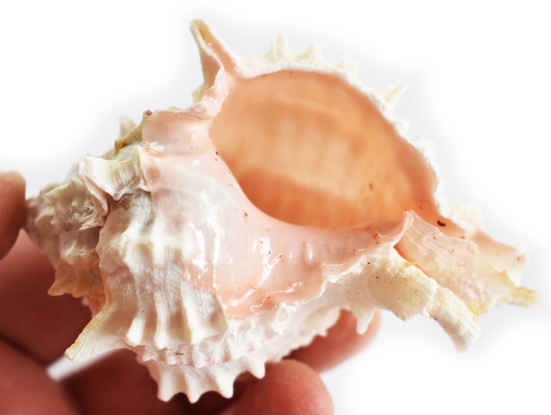 Large Pink Murex Shell 4"- 4 1/2" Beach Wedding Crafts Decor Hermit ...