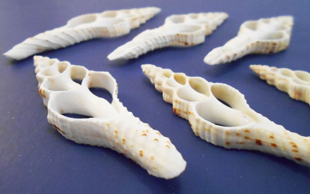 Set of 6 Center Cut Spindle Shells 4-5" White Seashell Beach Craft ...