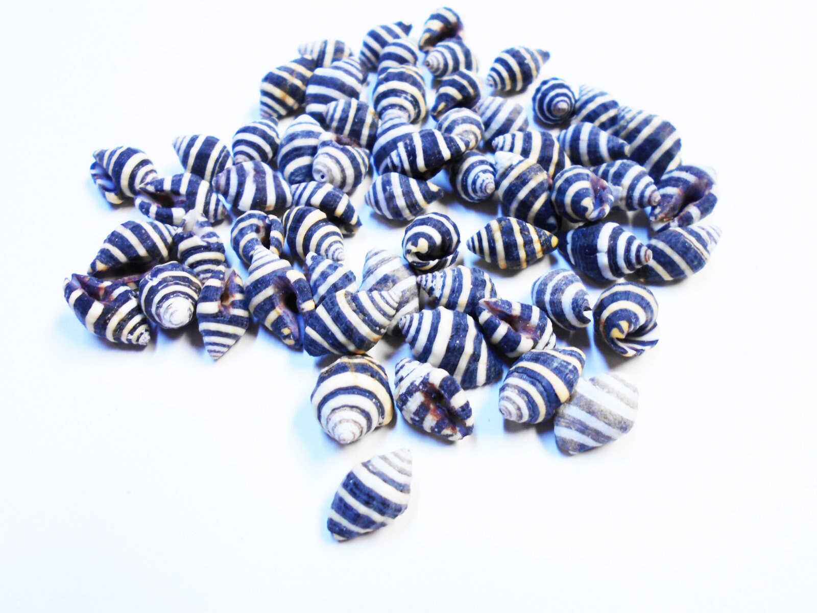 50 Tiny Bee Hive Mini Shells 1/4 1/2 Engina | Etsy