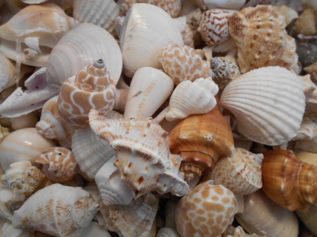 4 Lbs of Indian Ocean Shell Mix Wedding Shells Beach Nautical Medium ...