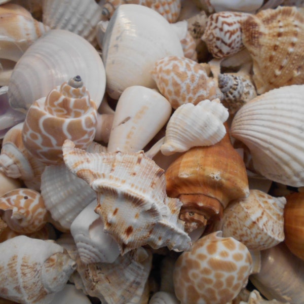 Bulk Seashells - Etsy