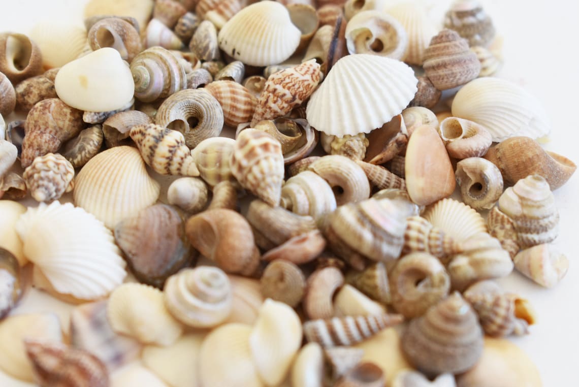 4 Oz (about 400) Extra Tiny Indian Ocean Shell Mix 1/4" - 1/2" Size ...