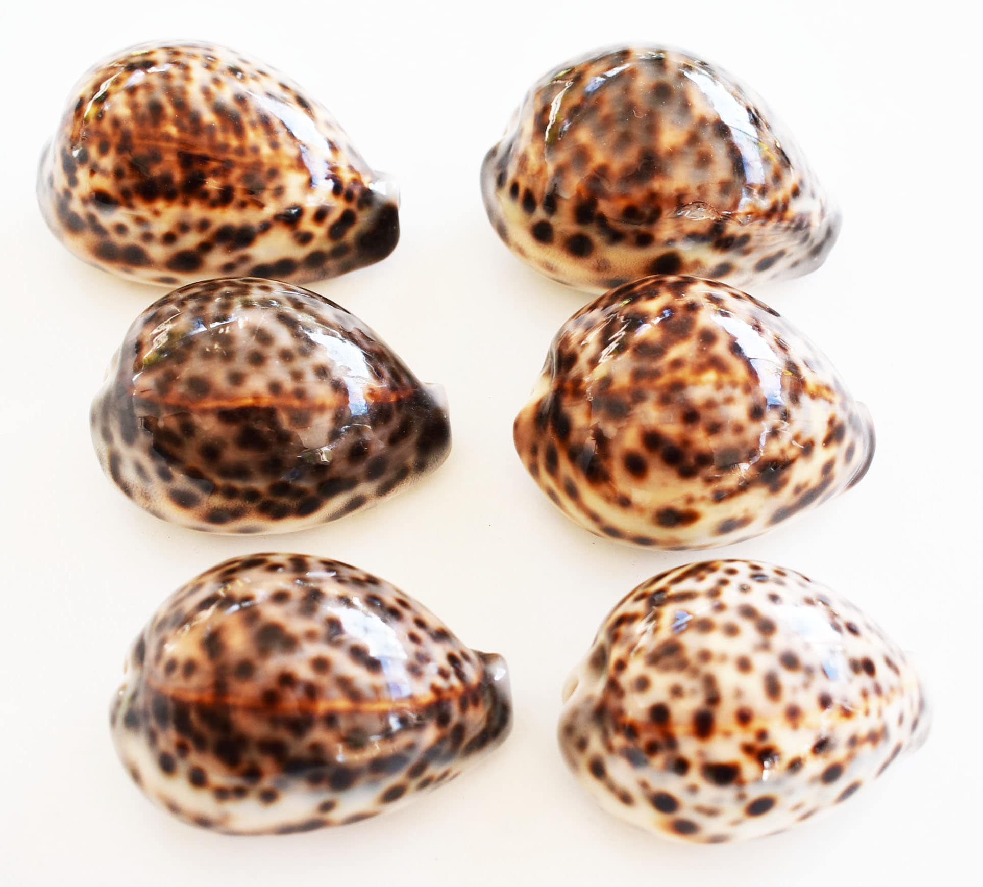 Set of 12 Small Tiger Cowrie Shells Seashell 2 - Etsy