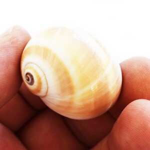 Set of 24 Shark Eye Moon Shells 1 1/2 2 Coastal Arts & Crafts, Hermit ...