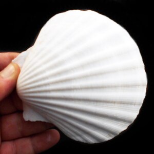 12 Extra Large Real Irish Baking Scallop Shells (4 1/2"- 4 7/8 ...