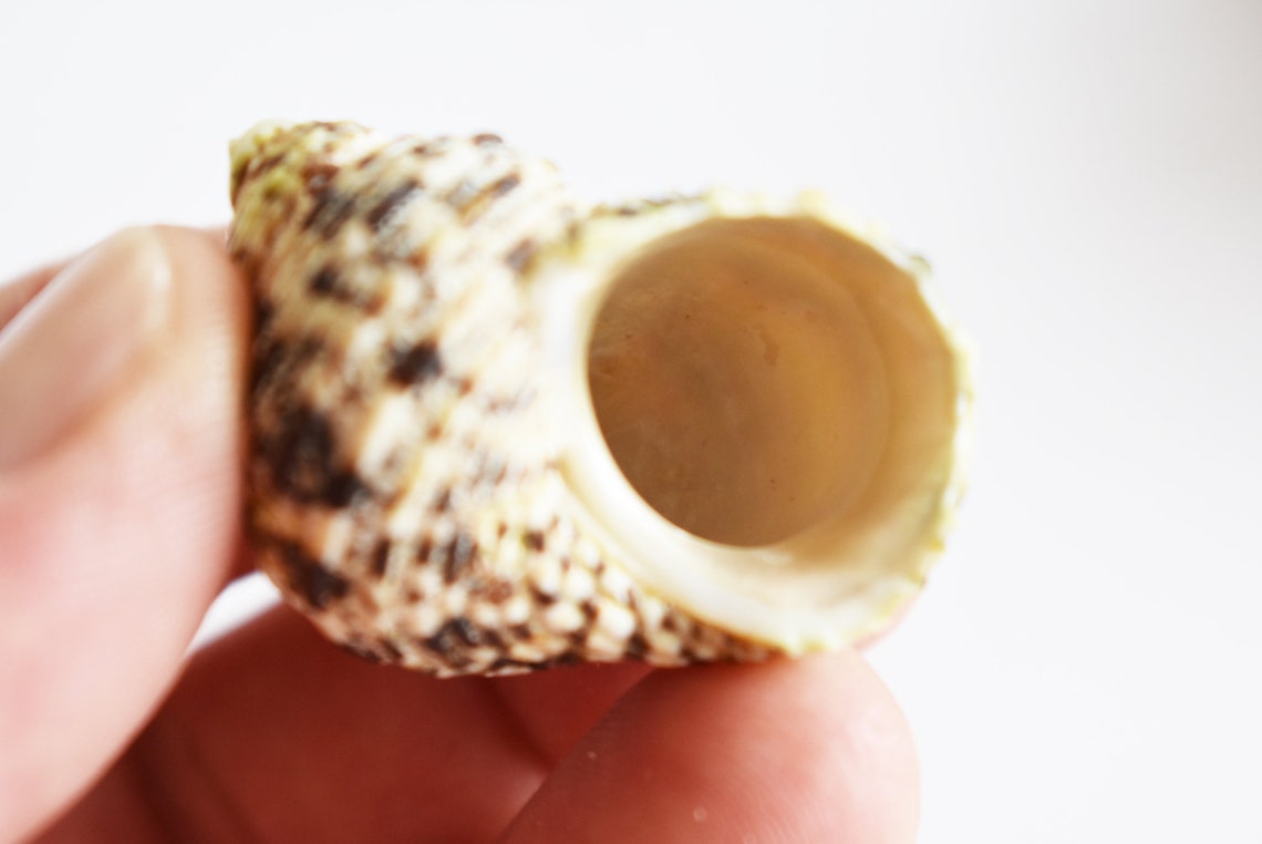 10 Hermit Crab Changing Shell Set Deluxe Turbo Shells Medium | Etsy