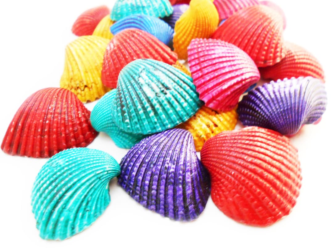 Set of 50 Large Dyed Ark Shells Color 1 1/4 1 3/4 - Etsy